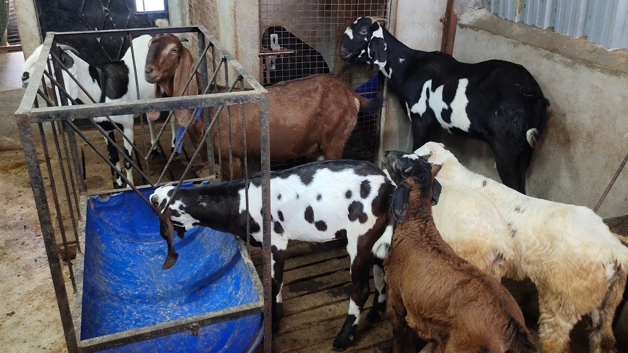 doodh wali bakri in S H goat farm | beetal goats in Hyderabad | Guntur ...