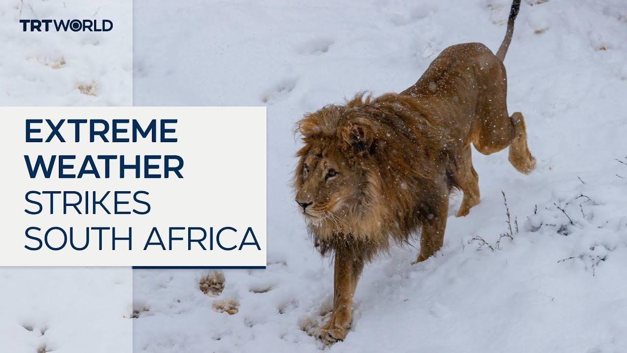 Tragic hypothermia deaths follow heavy snowfall in South Africa - YouTube