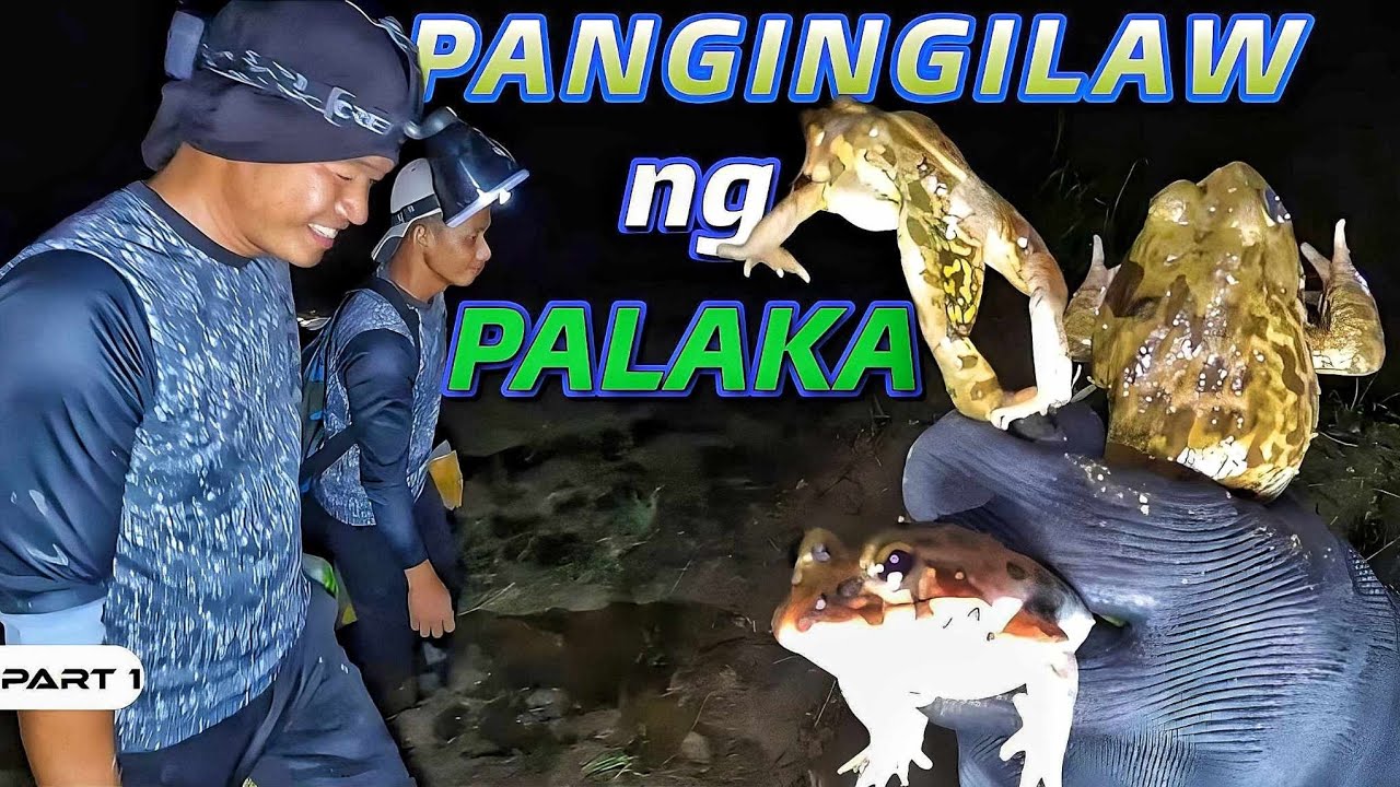 P1-Pangingilaw ng Palaka - EP1047 - YouTube