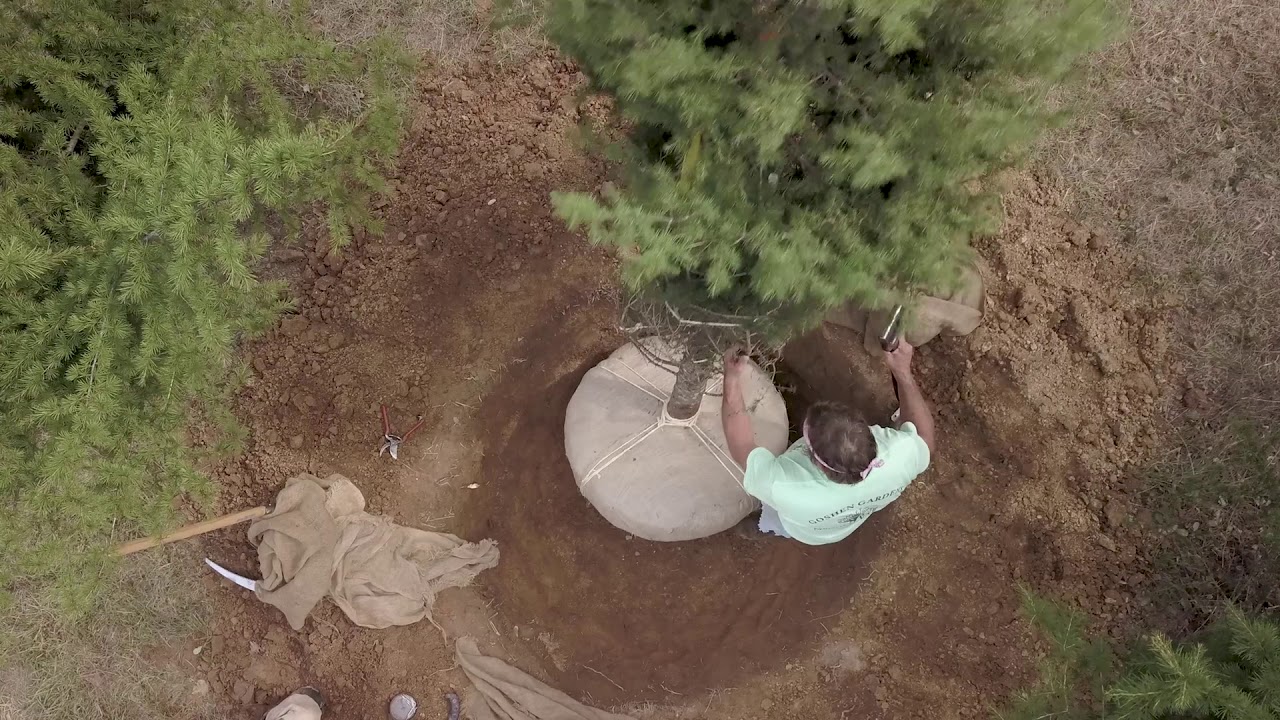 Art of Hand Digging Trees - YouTube