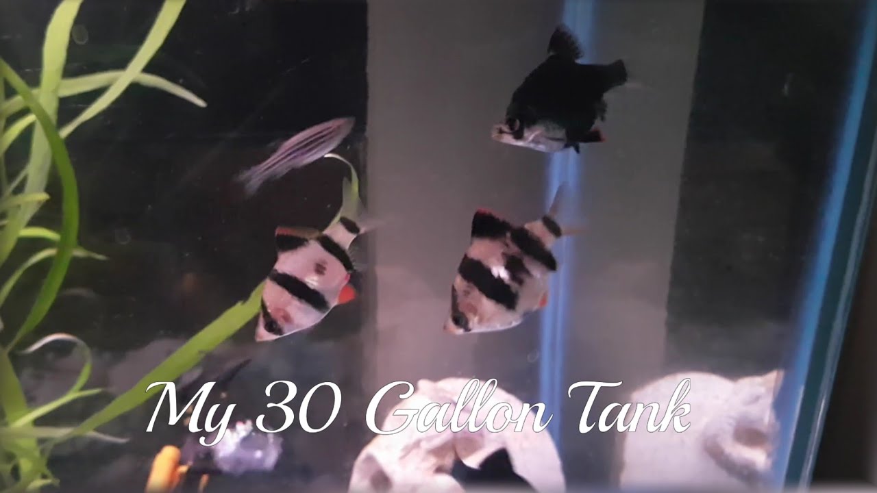 Tiger Barb, Green Tiger Barb and Zebra Danio tank - YouTube