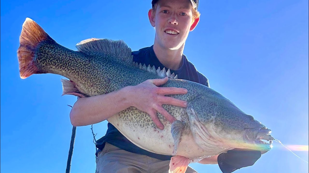 Swimbait munching Murray Cod - YouTube