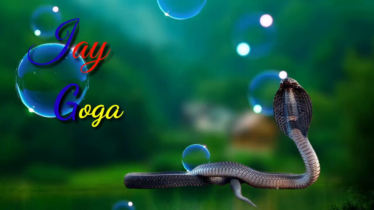 Jay Goga Maharaj status,jay goga maharaj song,jay goga maharaj new ...