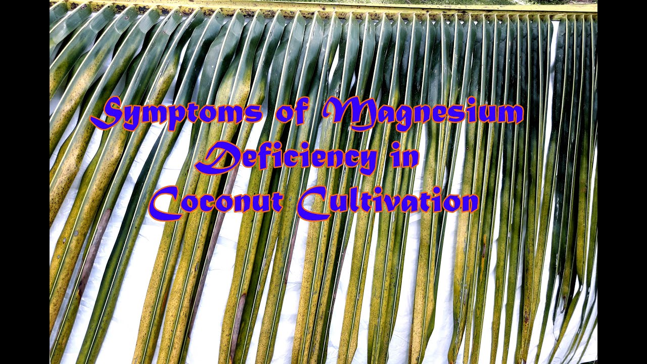 Symptoms of Magnesium Deficiency in Coconut Cultivation | පොල් වගාවේ ...