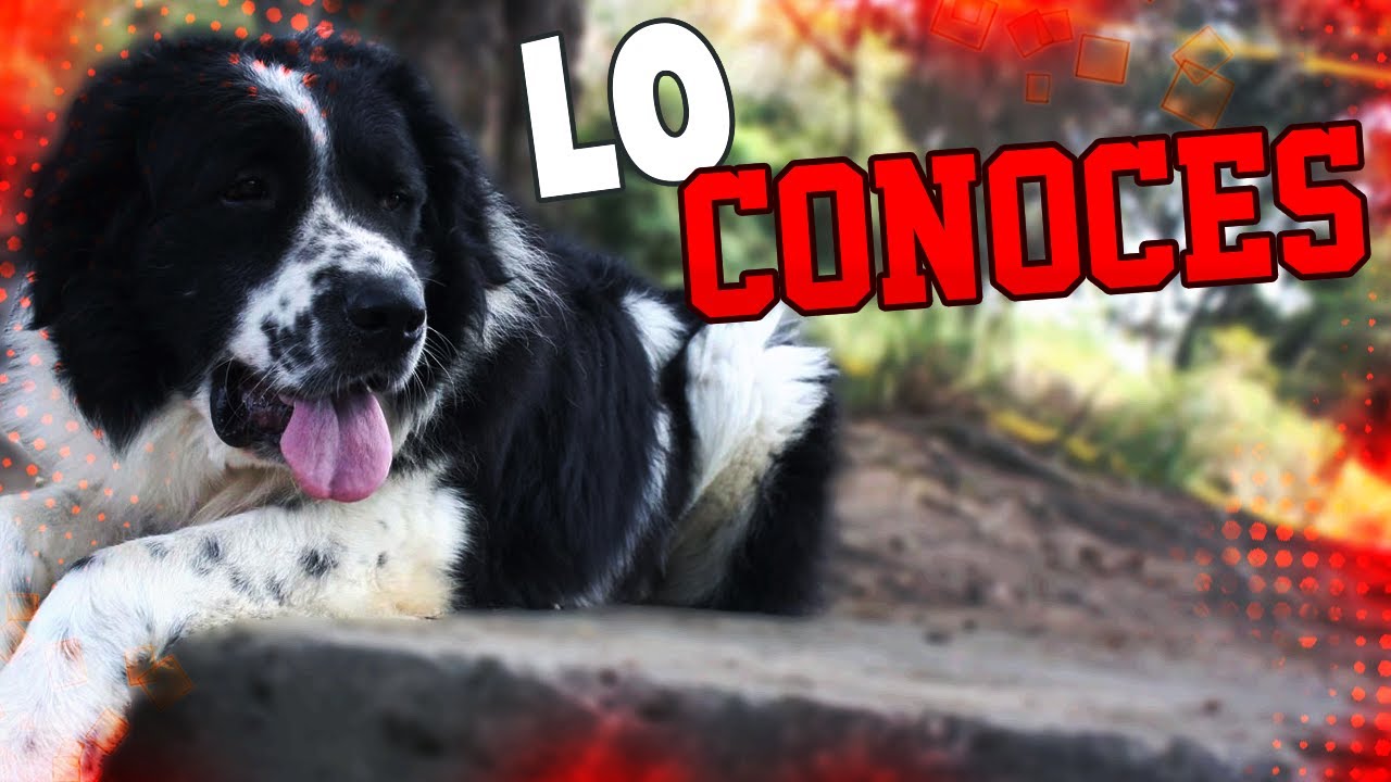 la UNICA RAZA de PERRO de VENEZUELA el MUCUCHÍES | Mr Doberman - YouTube