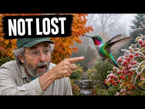 The Real Reason Some Hummingbirds Never Migrate — It Has Nothing to Do With Your Feeder