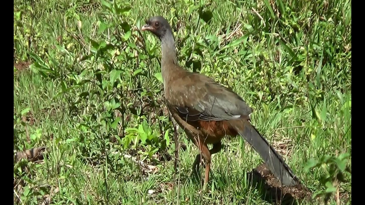 ARACUÃ-DO-PANTANAL (ORTALIS CANICOLLIS), CHACO CHACHALACA, CHARATA. - YouTube