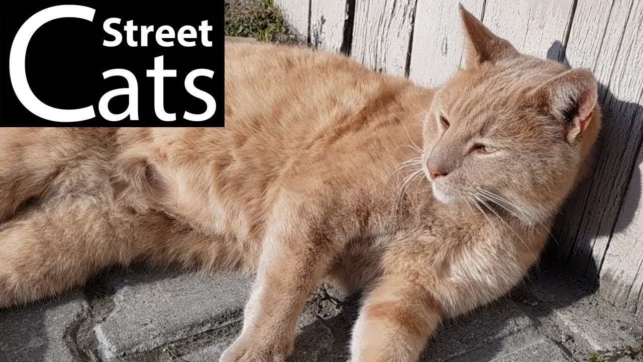 So Cute And Adorable Spoiled Cat - YouTube