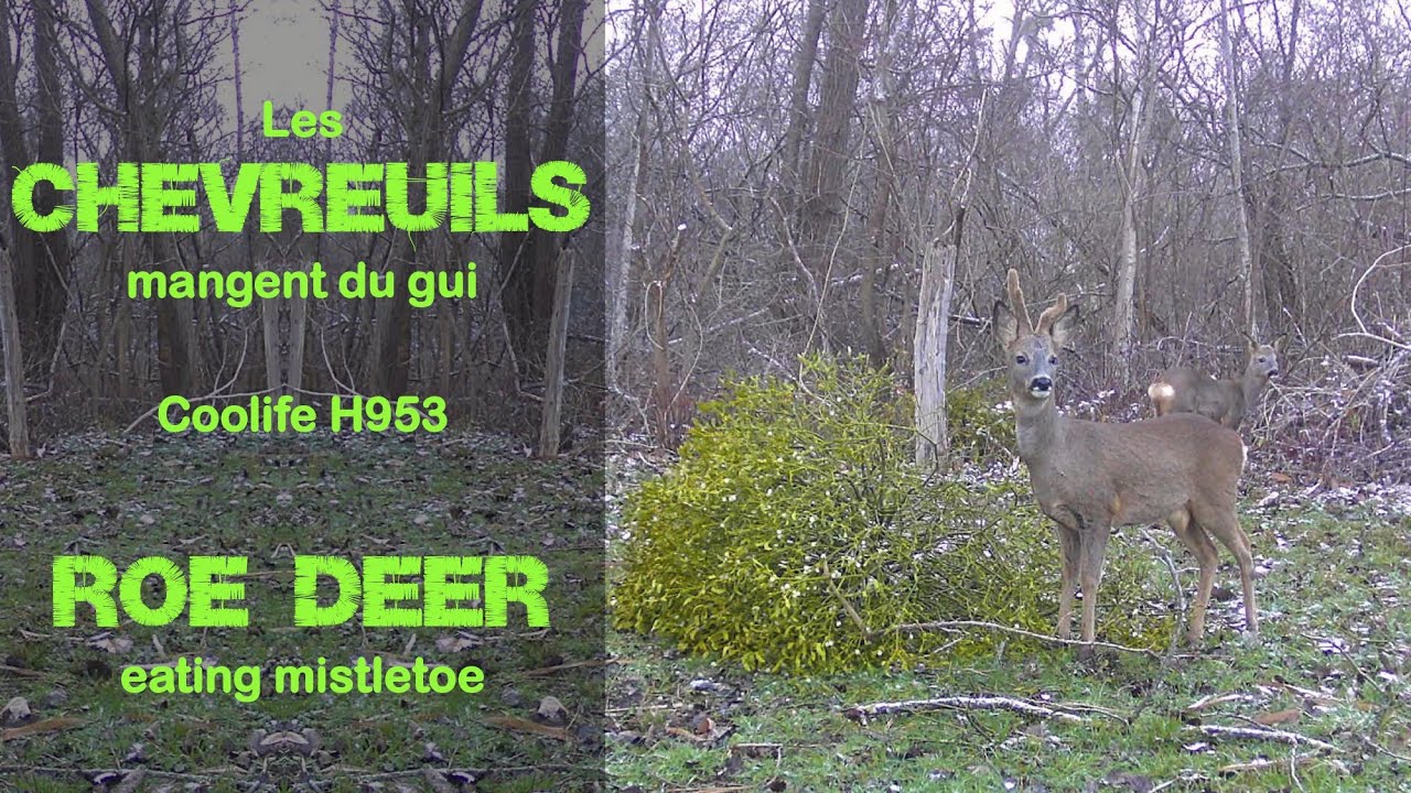 Roe Deer (and Fox) eating mistletoe - Coolife H953 - Trail cameras ...