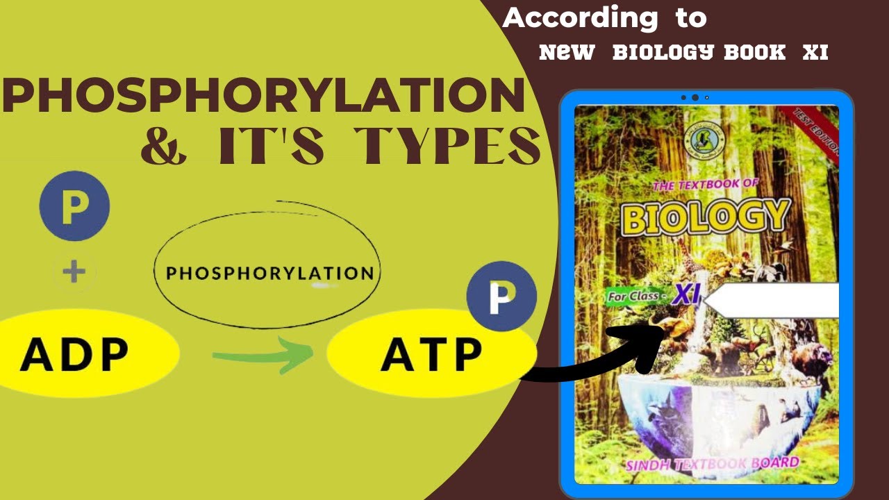 Phosphorylation|class 11 Biology| Bioenergetics|Types of ...