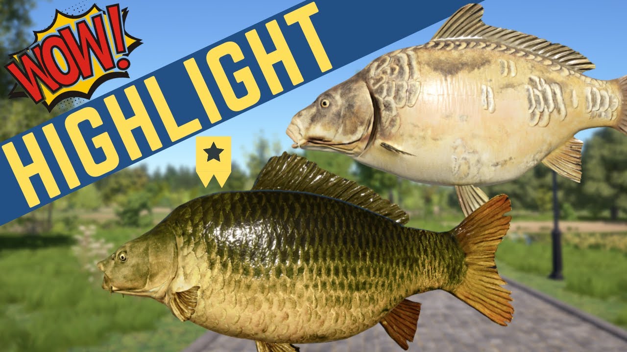 Trophy Common and 15Kg Mirror Ghost Carp | Amber Highlight | Dec 10 ...