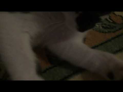 Rahat kedi böyle olu bay Teo