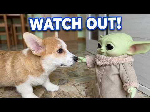 Puppy Corgi is AFRAID of Baby Yoda