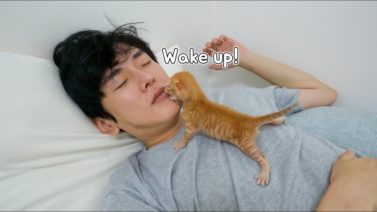 Baby Kitten Wakes Me Up In an Amazing Way Every Morning - YouTube