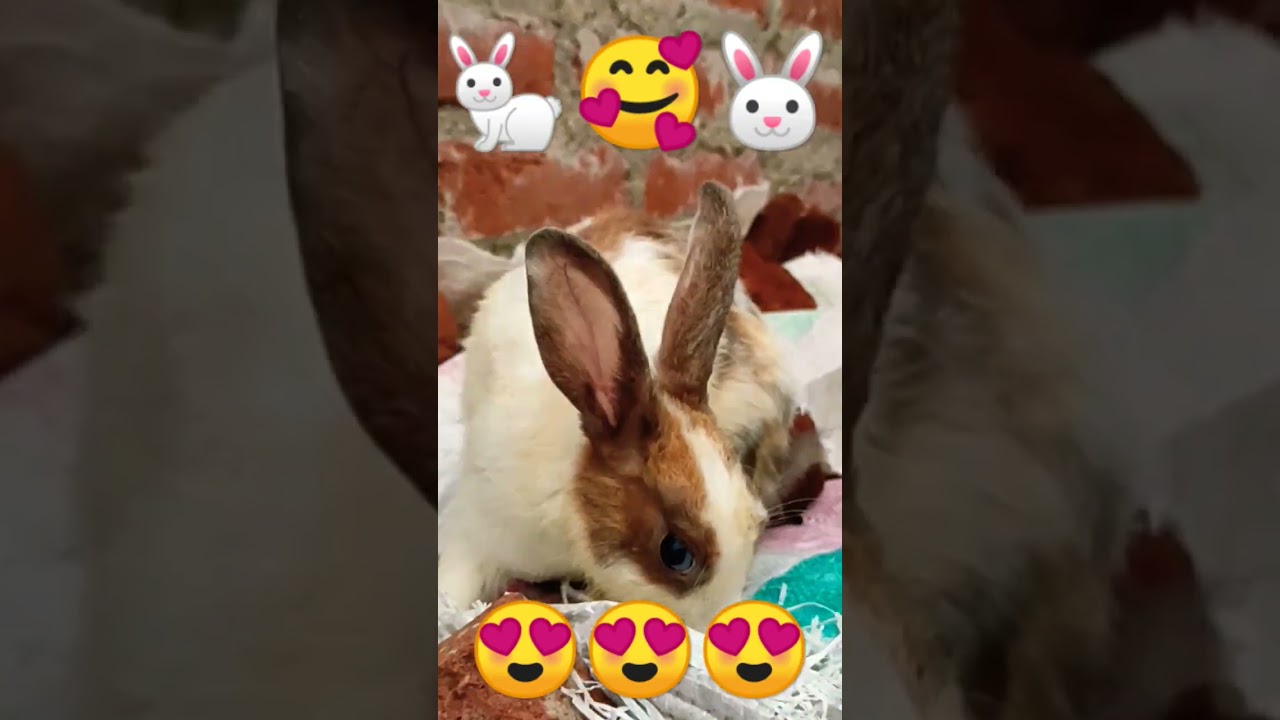 #cutie pie rabbit🐰🥰🐇😍😍😋 - YouTube