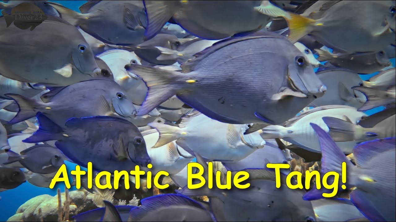 Atlantic Blue Tang! - YouTube
