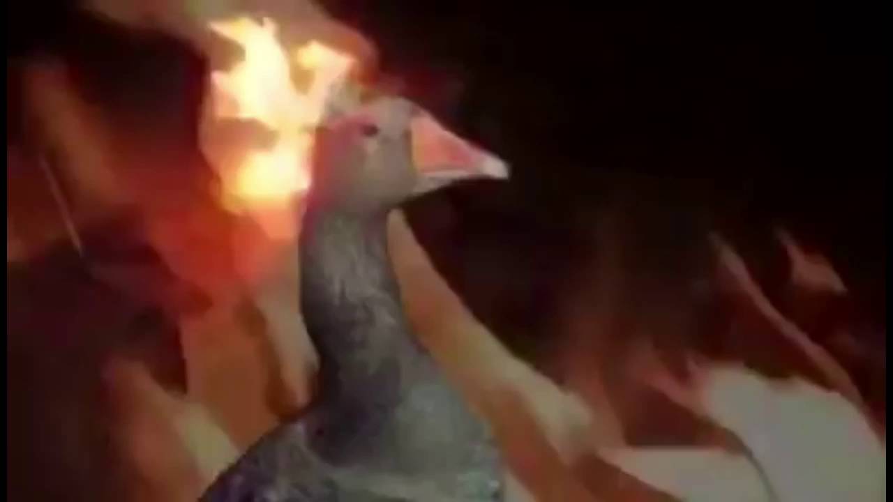 This Goose is on Fire - YouTube