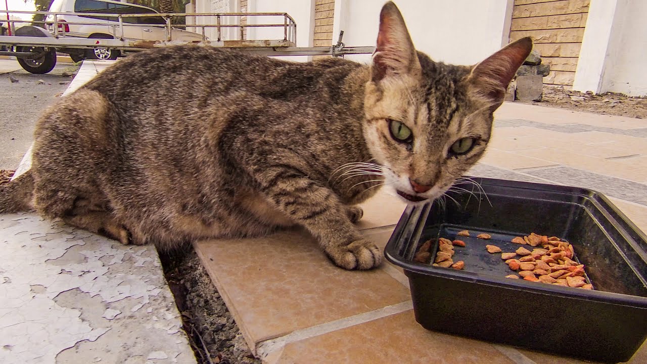 beautiful and friendly cat eating a full meal - YouTube