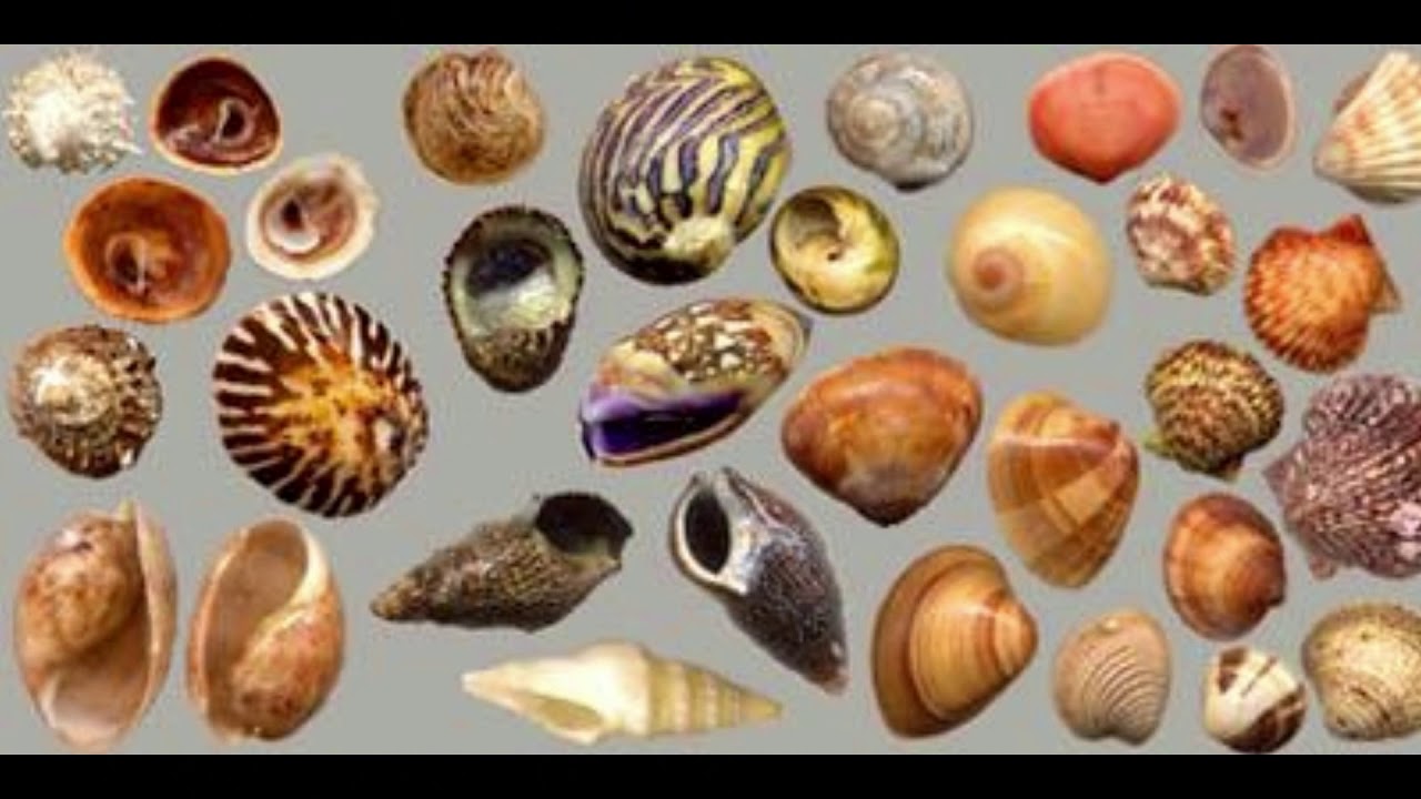 La forma de las caracolas y conchas marinas - YouTube