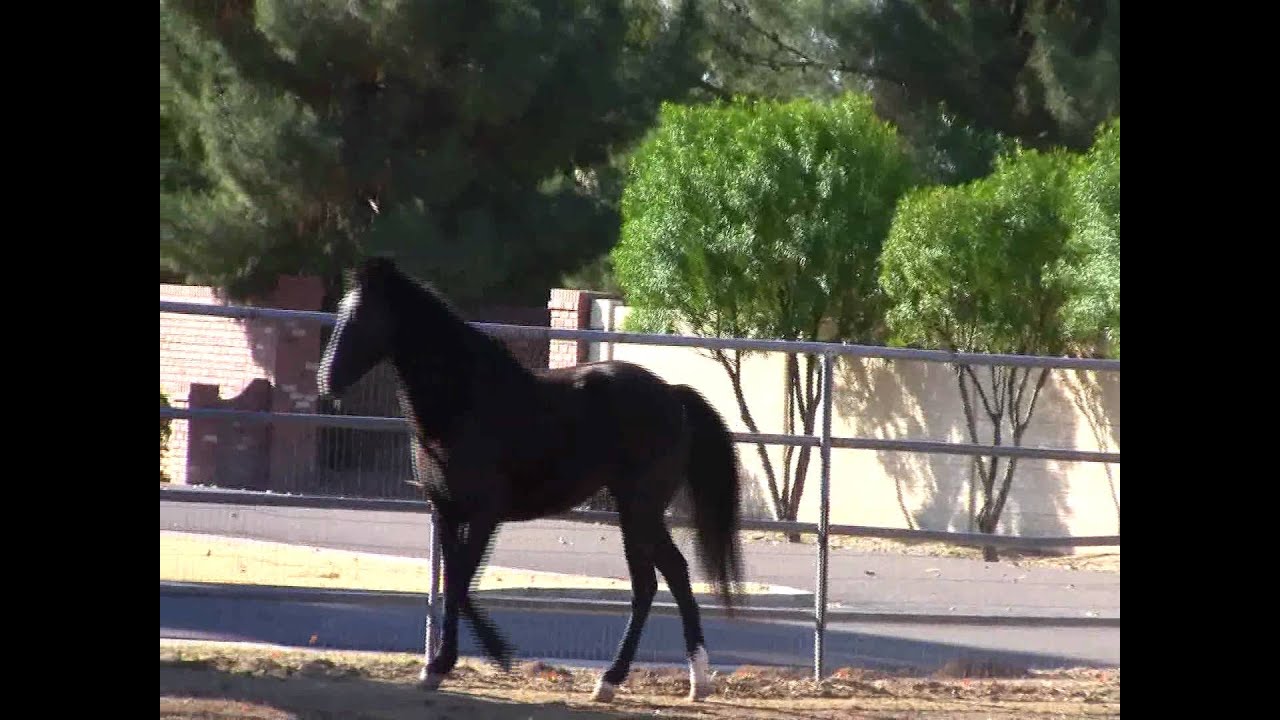 SASSY_12_23_2011.mp4 - YouTube