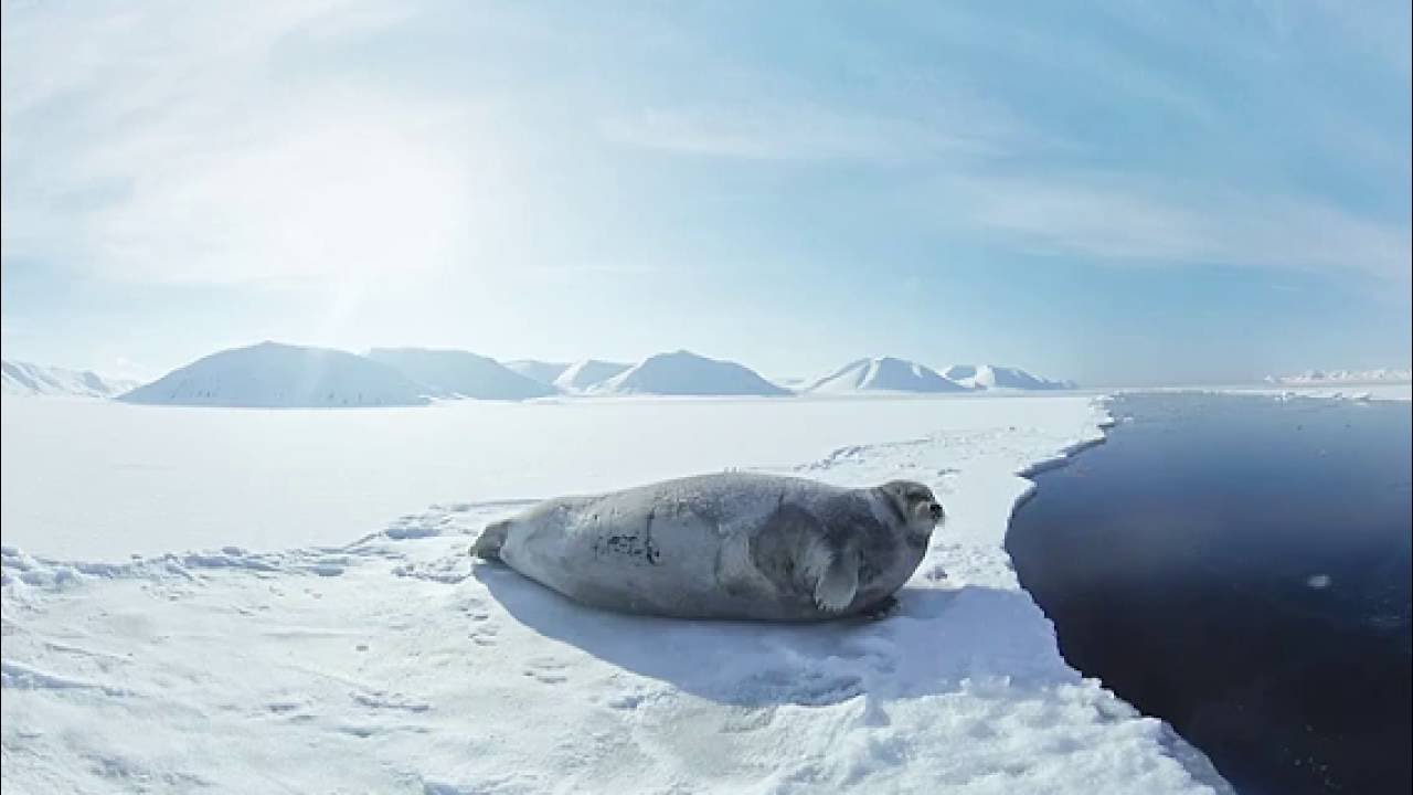 Die Arktis in 360° (Virtual Reality-Video) - YouTube