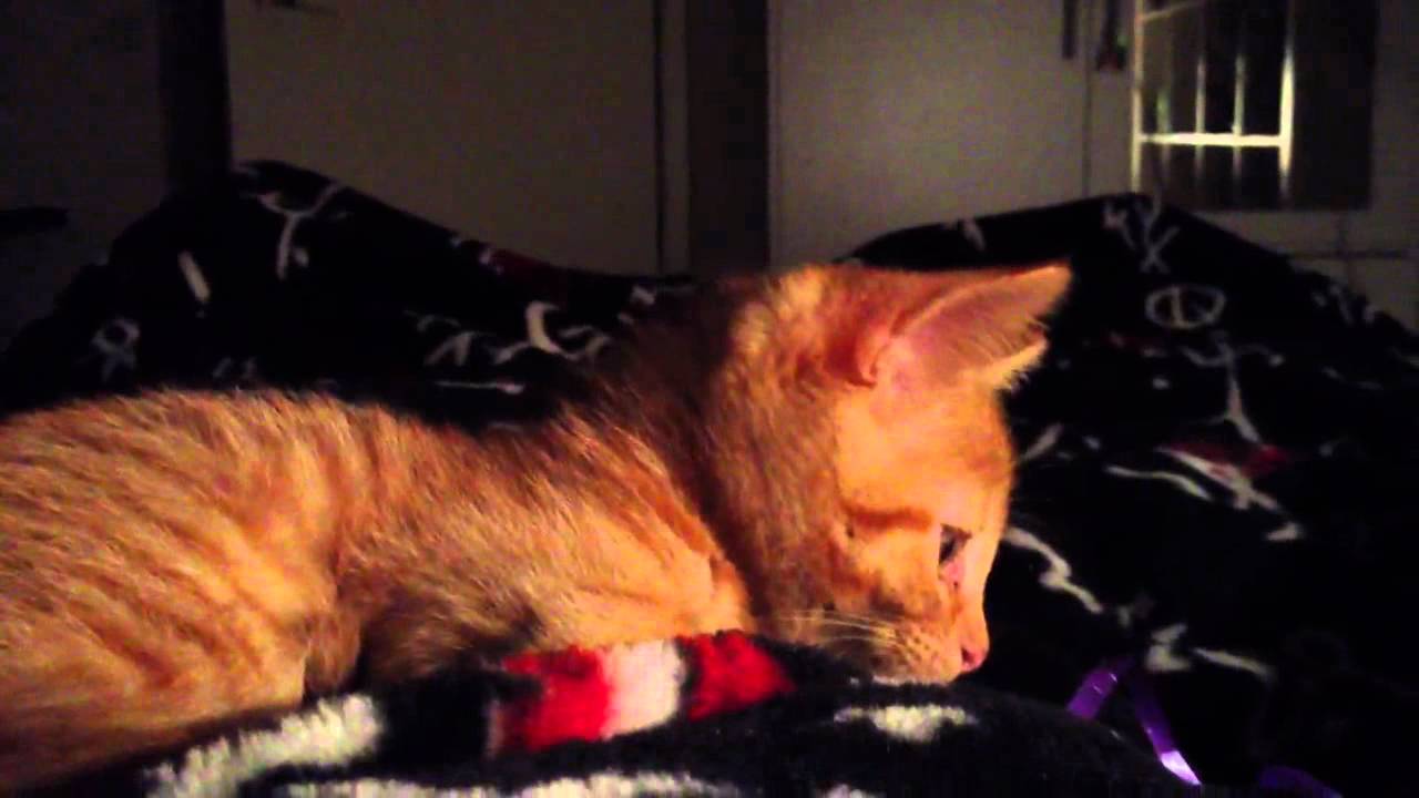 Kitty playing around - YouTube
