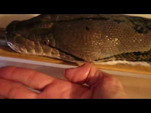 Working With A Giant Reticulated Python - YouTube