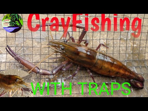 Crayfishing With Traps ....Ep..13.#crayfish #crayfishing #traps # ...