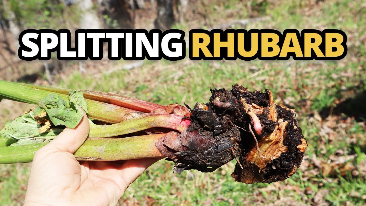 How to Divide Rhubarb - YouTube