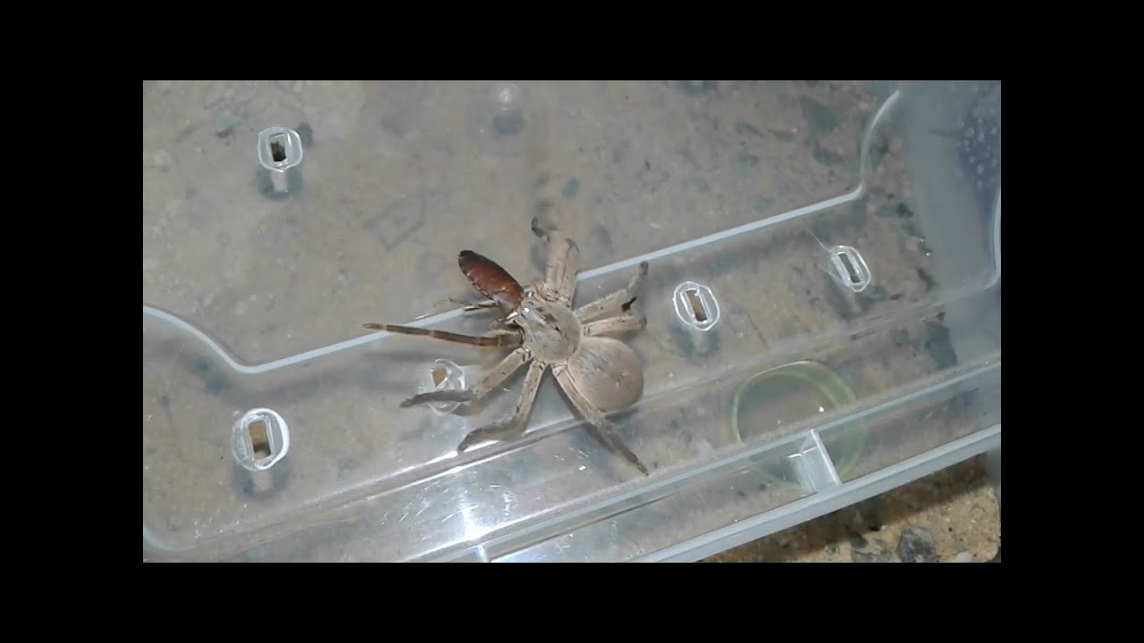 Palystes cf castaneus (Rain Spider) feeding from tweezers - YouTube