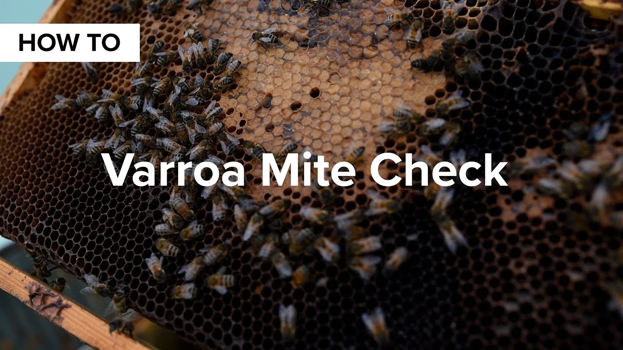 How to Varroa Mite Check - YouTube