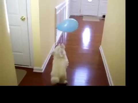 Funny Dog Popping Balloon - YouTube