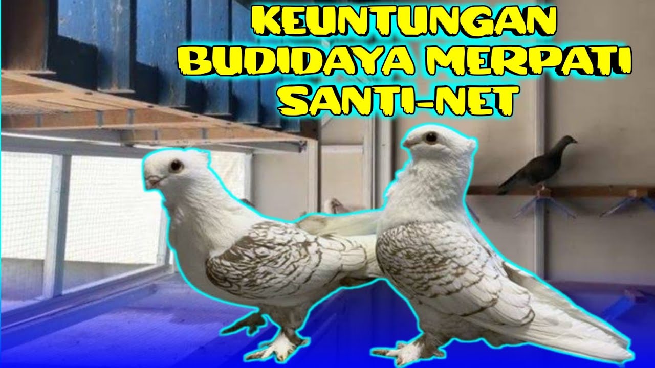 Review merpati sultan merpati termahal mahal santinet Tutki - YouTube