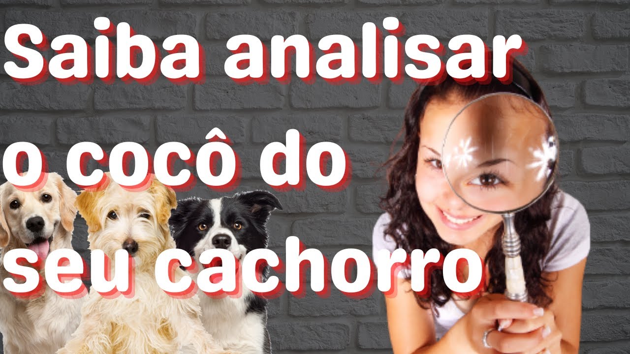 Saiba identificar os tipos de cocô do cachorro para saber se ... - YouTube
