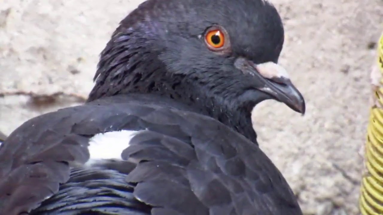 veja como é um ninho de pombos (animais nas cidades) aves - YouTube