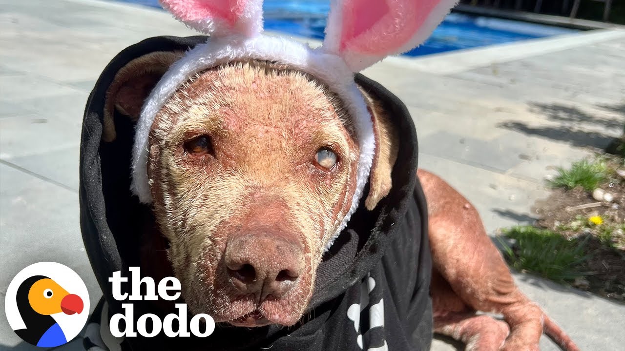 Blind Senior Dog Was Found Roaming The Streets | The Dodo - YouTube