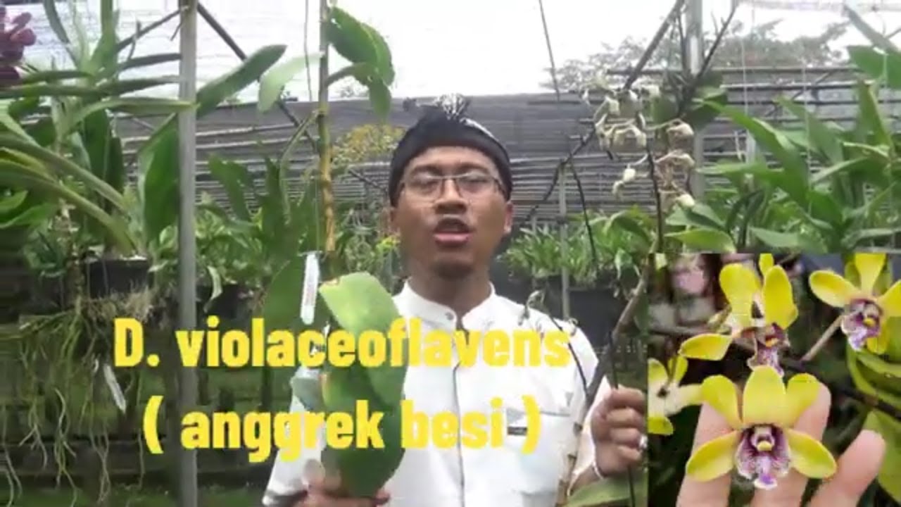 Dendrobium violaceoflavens (anggrek besi) Raja Dendrobium - YouTube