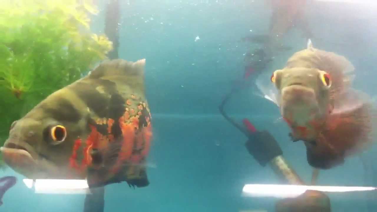 Tiger Oscar Fish - YouTube