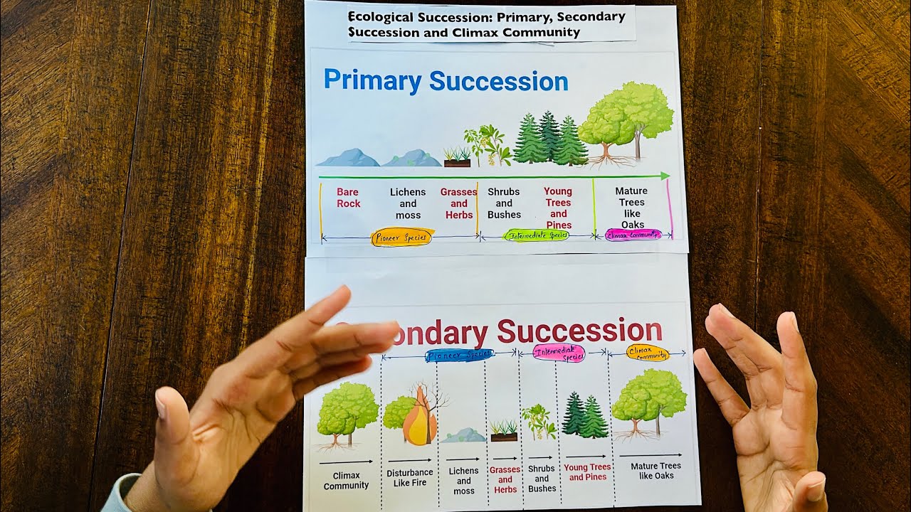 Ecological Succession: Primary Succession, Secondary succession and ...