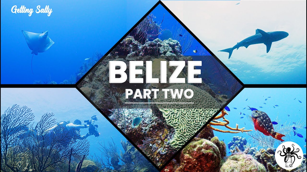 [4K] Scuba Diving in Belize 2023 | Part Two | Aggressor Liveaboard ...
