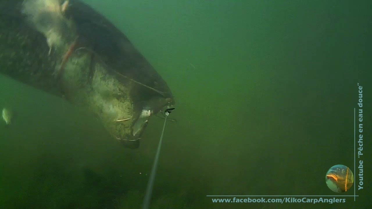 CATFISH ATTACK ! - Underwater video - YouTube