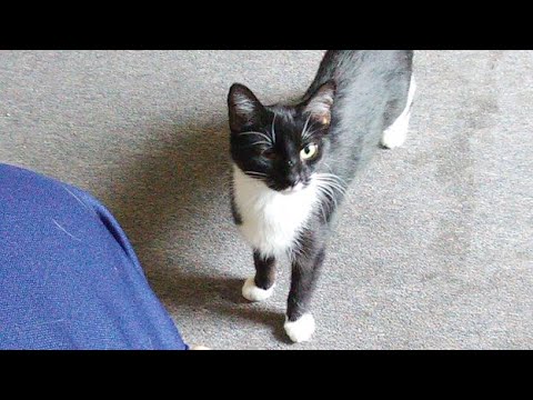 Cat Chasing Fish - YouTube