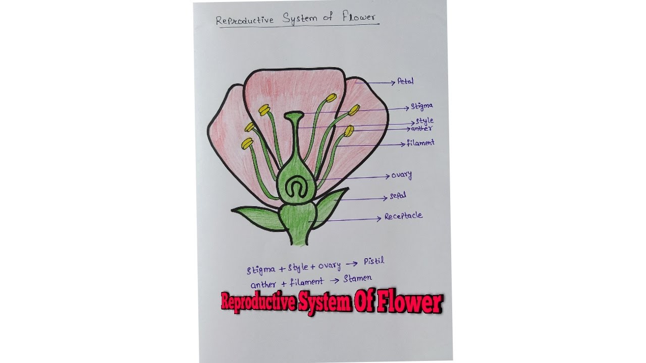 Reproductive System Diagram Of Flowers
