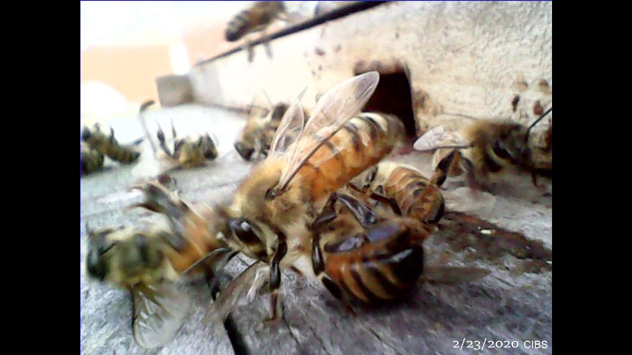HOT Bees of July 7/7/2020 Indianapolis, IN - YouTube