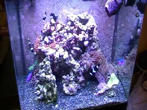 RED SEA MAX 130 UPDATE - YouTube