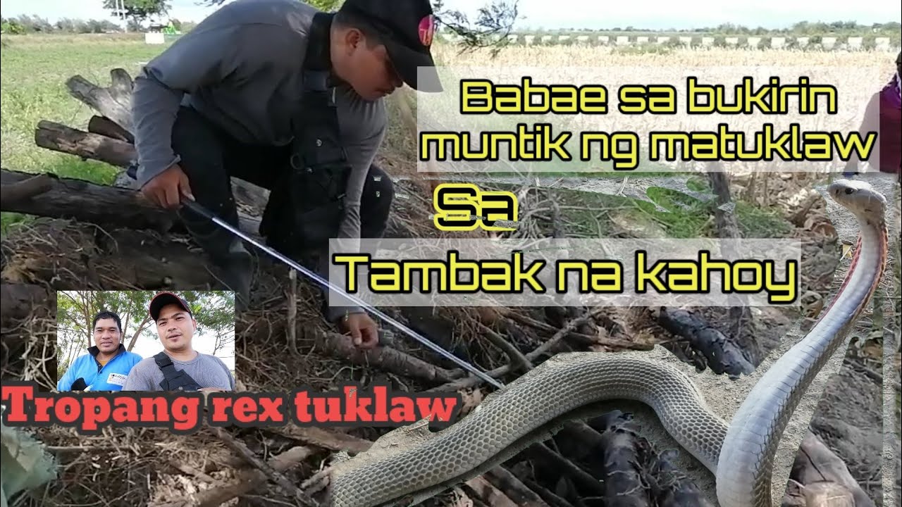 Cobra sa tambak na kahoy.. huli sa tropang rex tuklaw - YouTube