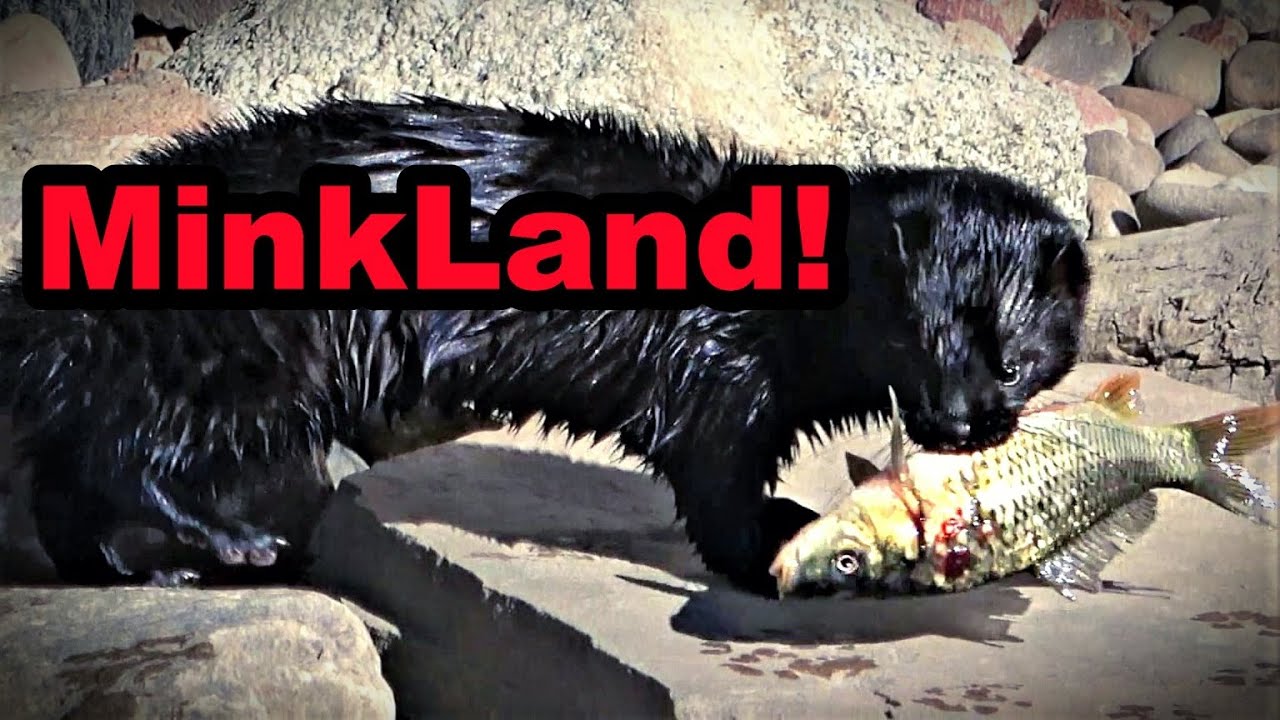 HORDE of Mink Fishing in MinkLand! - YouTube