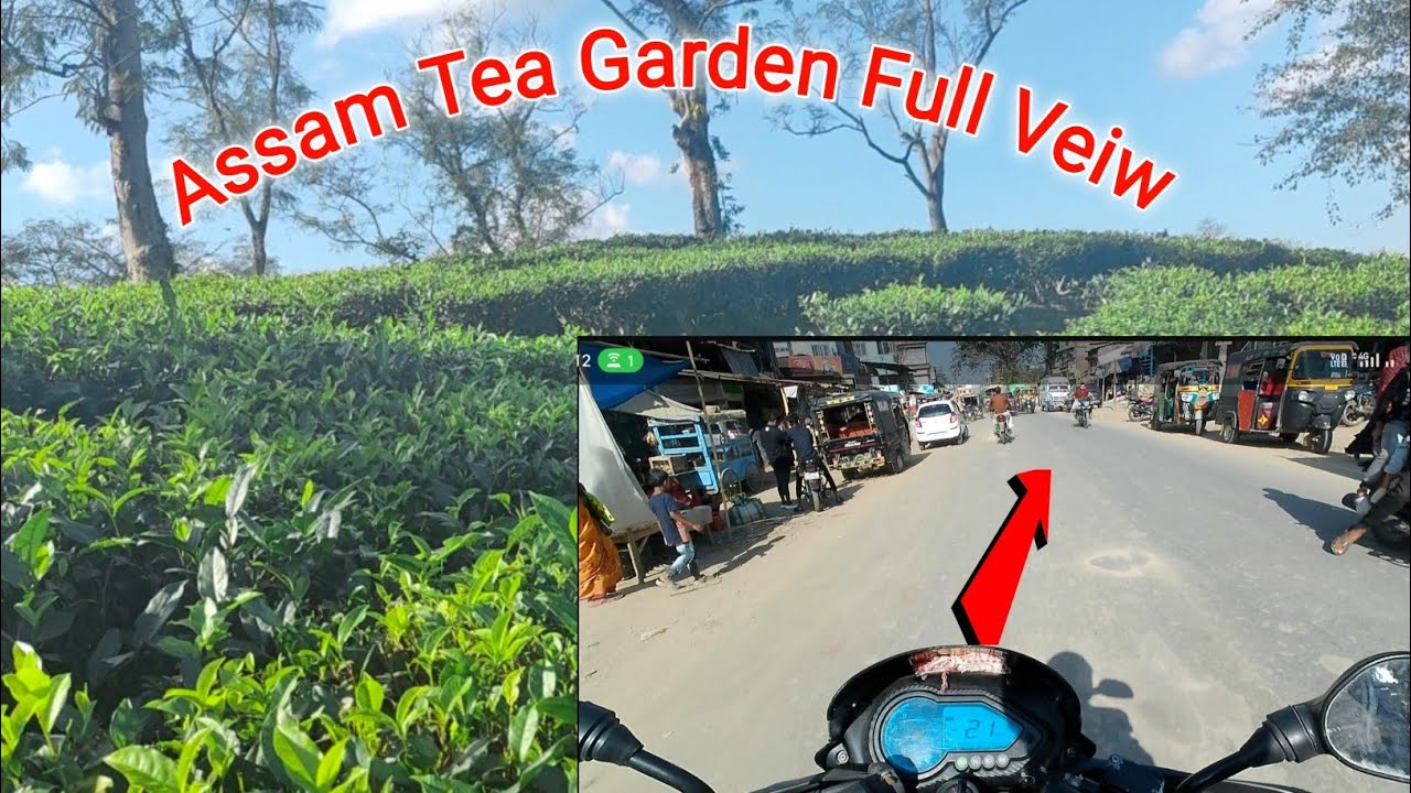 Tea Garden ka natural view | assam ka chai ka Bagan , tea Garden Moto ...