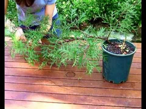 Bonsai with Australian Natives: Cascade - YouTube