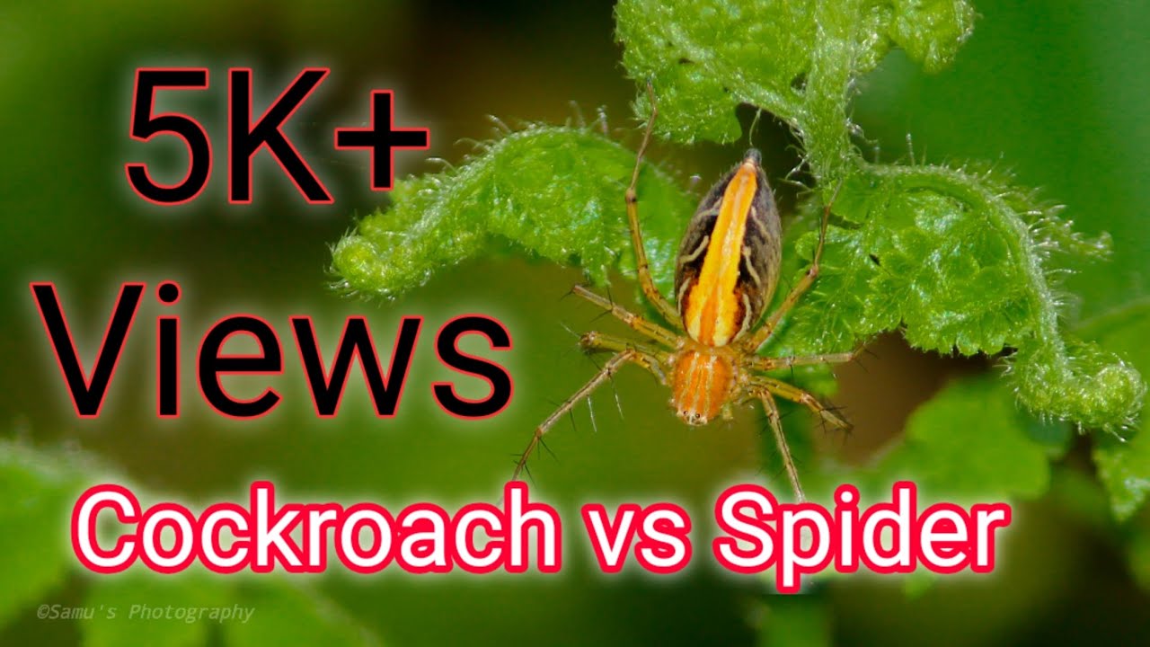 Cockroach vs Spider / Just en experiment - YouTube